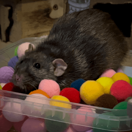 Ruby's Tiny Ball Pit